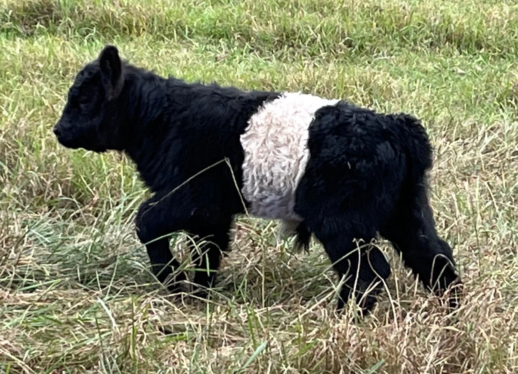 Belted Galloways For Sale — Goshen Farms