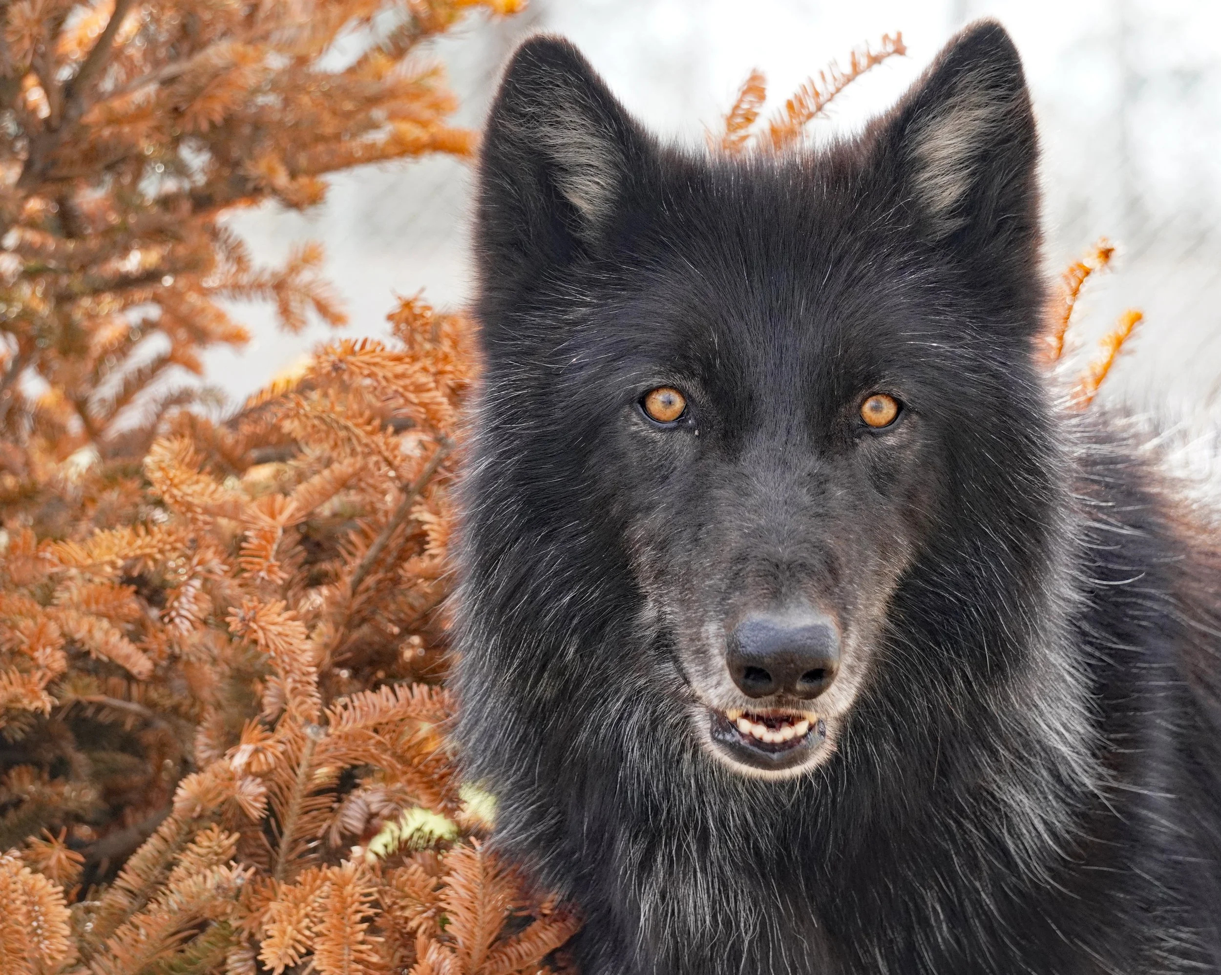 Current Animal Residents — Saint Francis Wolf Sanctuary
