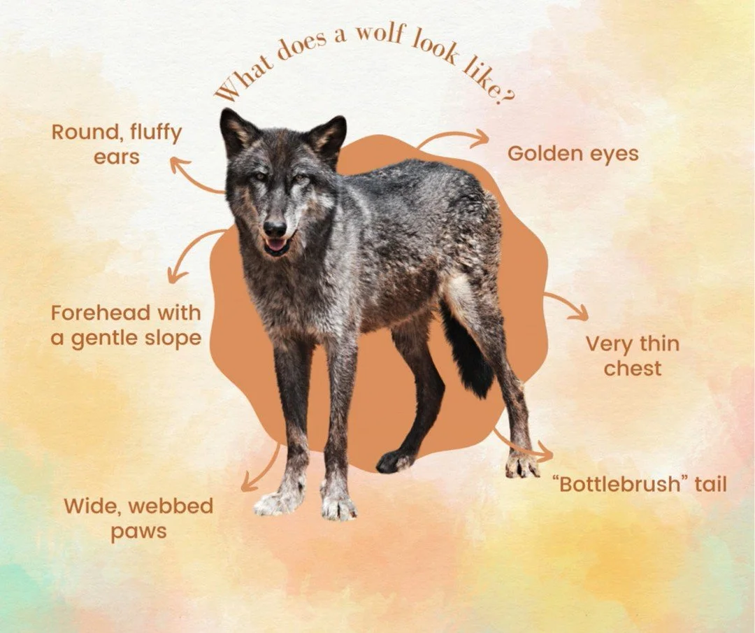 Saint Francis Wolf Sanctuary