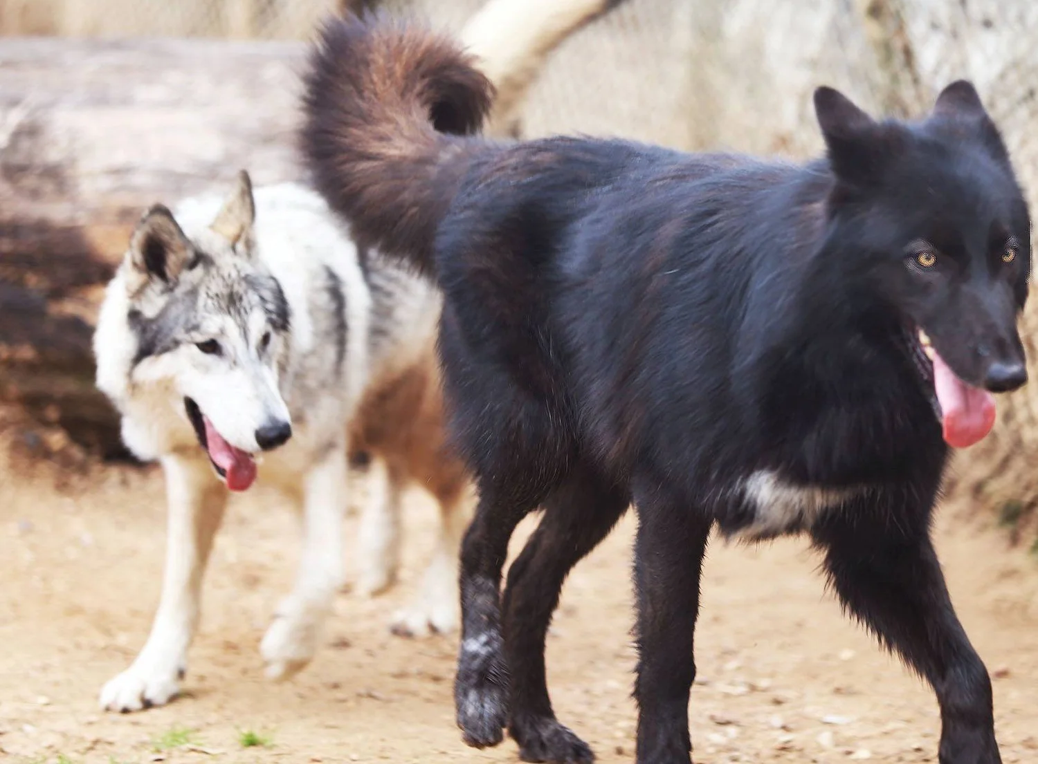About the Sanctuary — Saint Francis Wolf Sanctuary