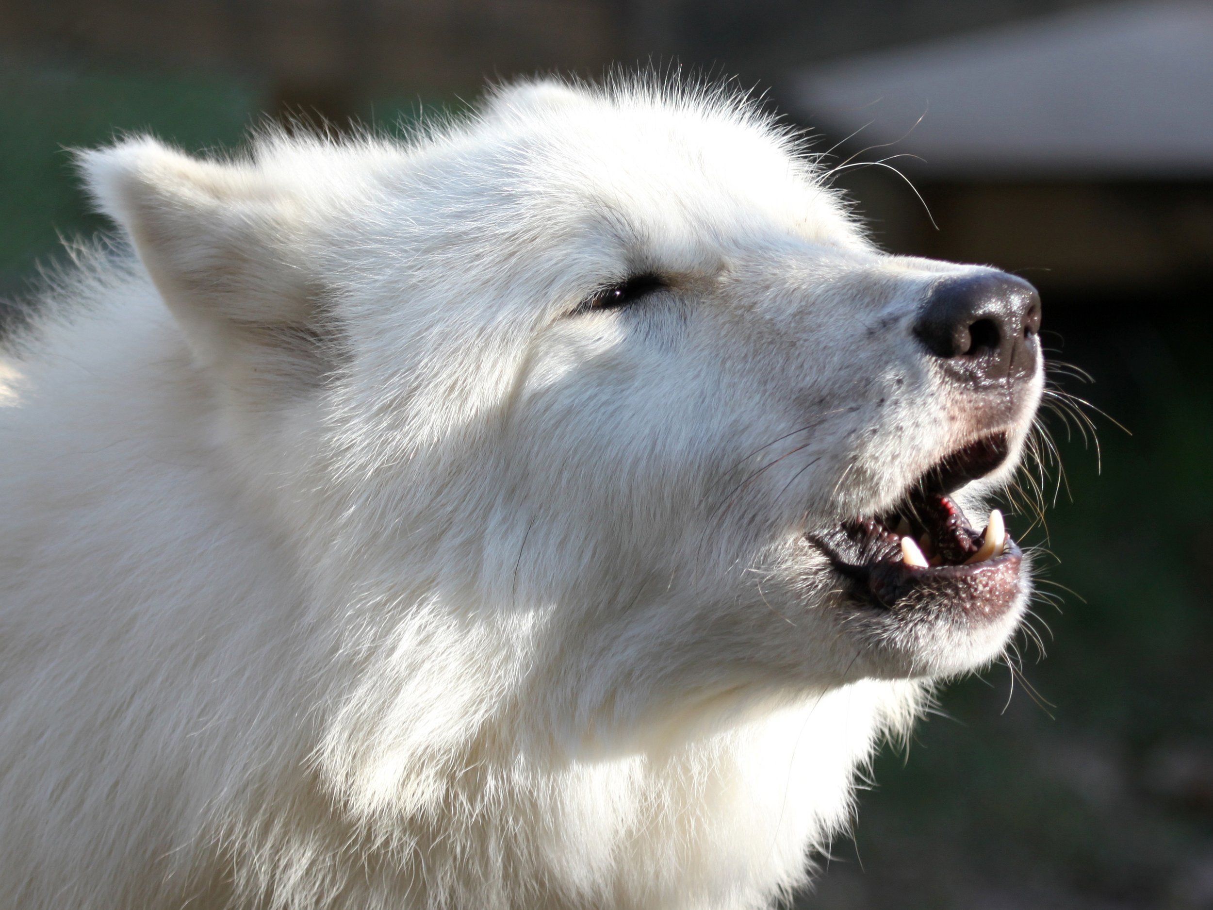 Howl Nights (Camp with the Wolves) — Saint Francis Wolf Sanctuary