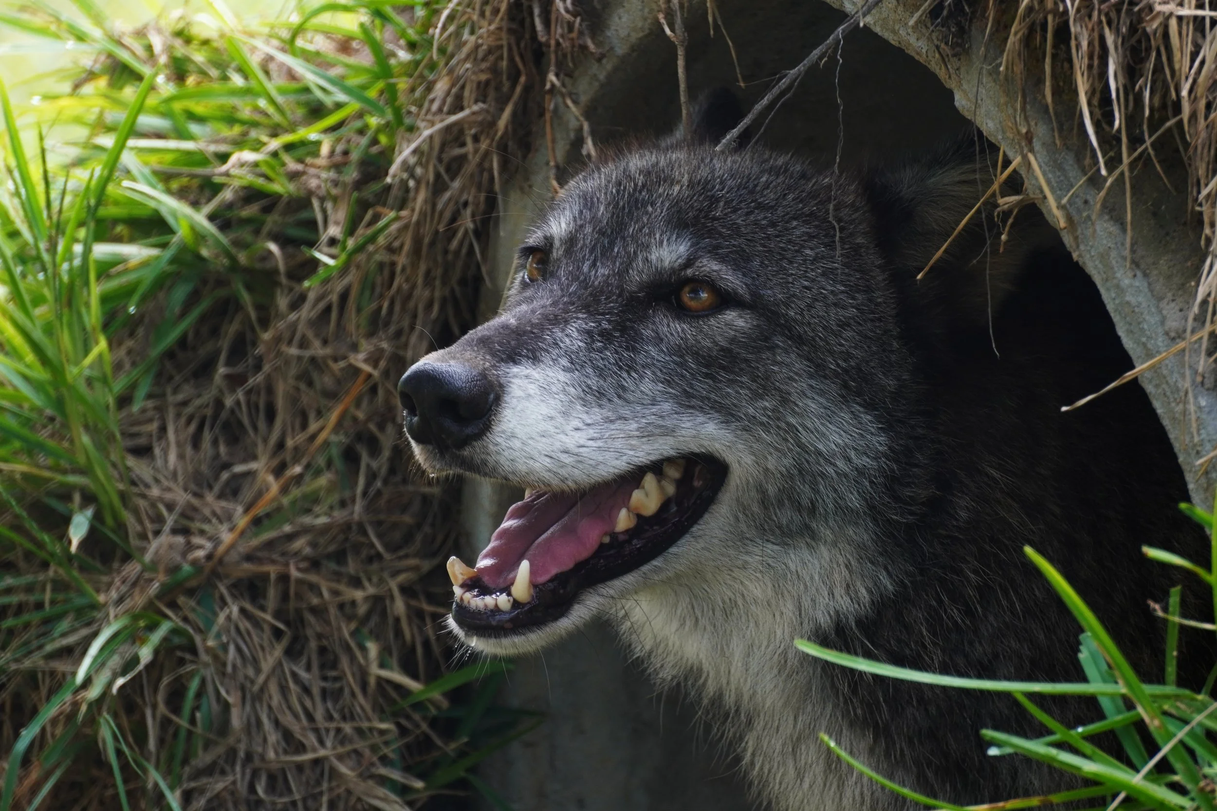 VIP Tour — Saint Francis Wolf Sanctuary
