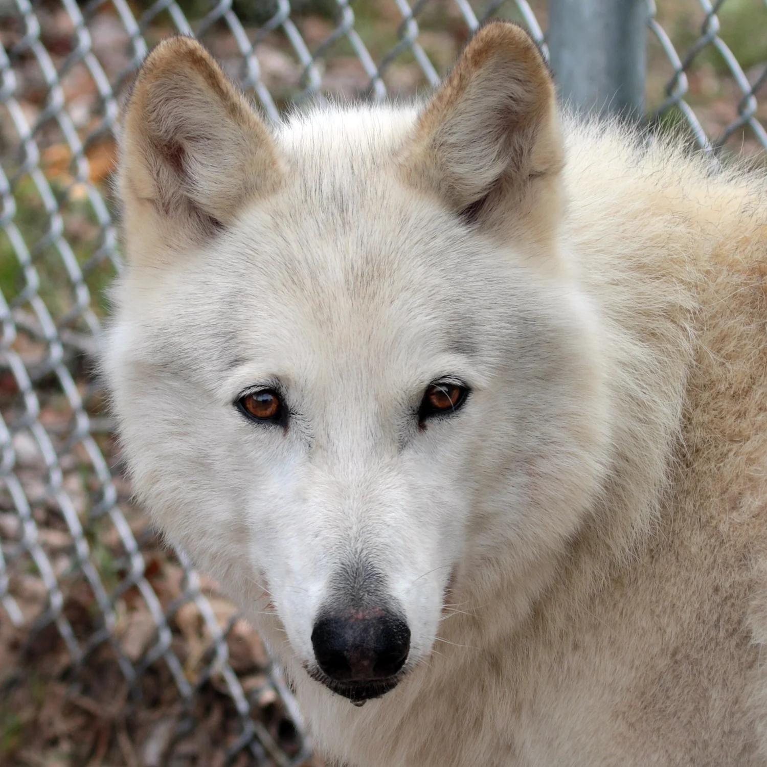 Current Animal Residents — Saint Francis Wolf Sanctuary