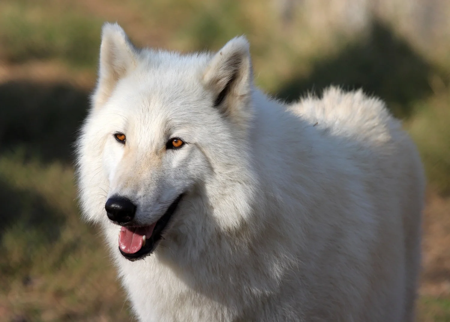 Current Animal Residents — Saint Francis Wolf Sanctuary