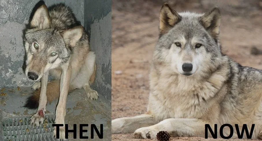 Our History — Saint Francis Wolf Sanctuary