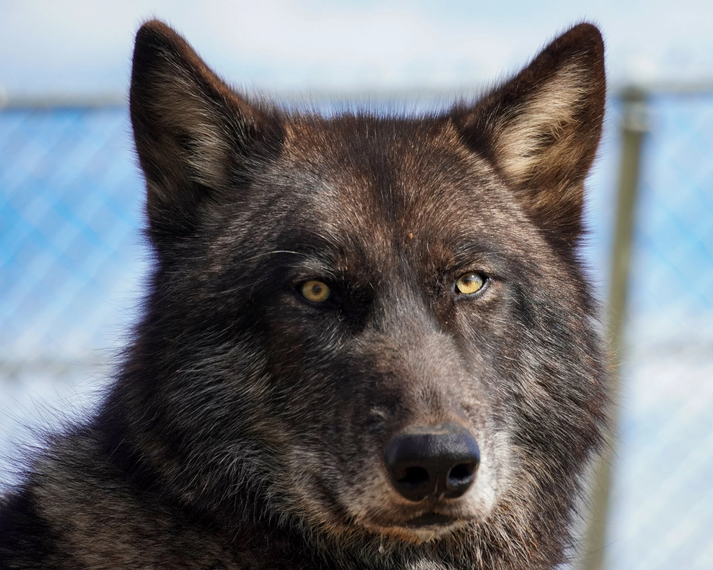 Saint Francis Wolf Sanctuary