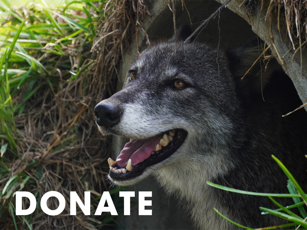 Saint Francis Wolf Sanctuary