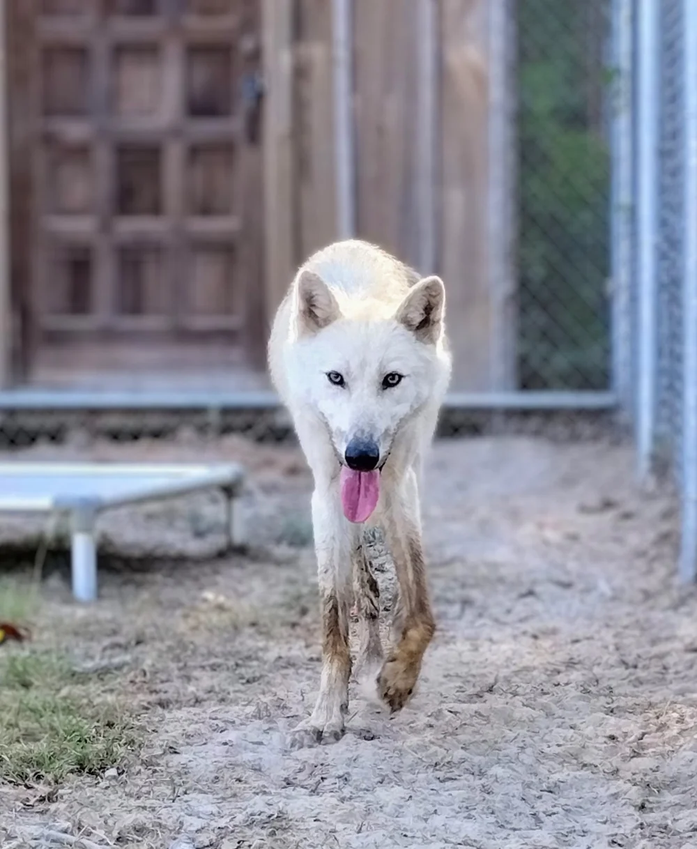 In Memory — Saint Francis Wolf Sanctuary
