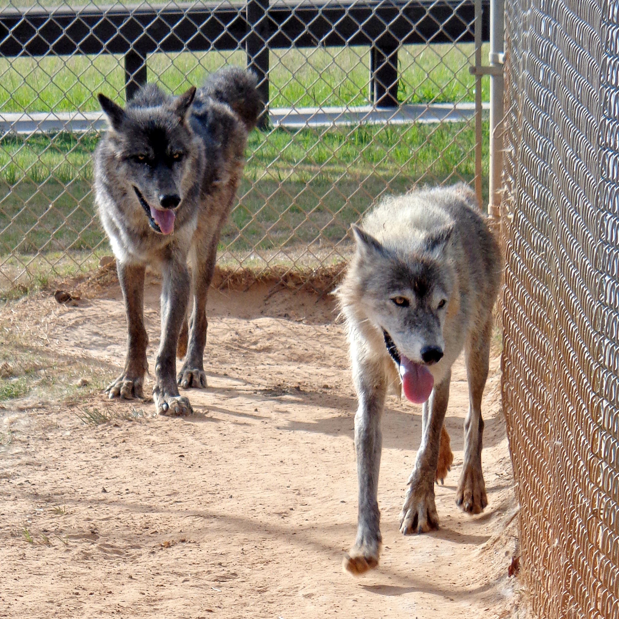 Sponsor a Wolf — Saint Francis Wolf Sanctuary