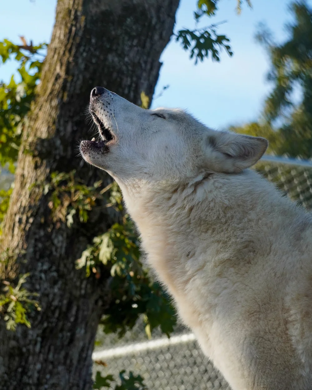 Howl Nights (Camp with the Wolves) — Saint Francis Wolf Sanctuary