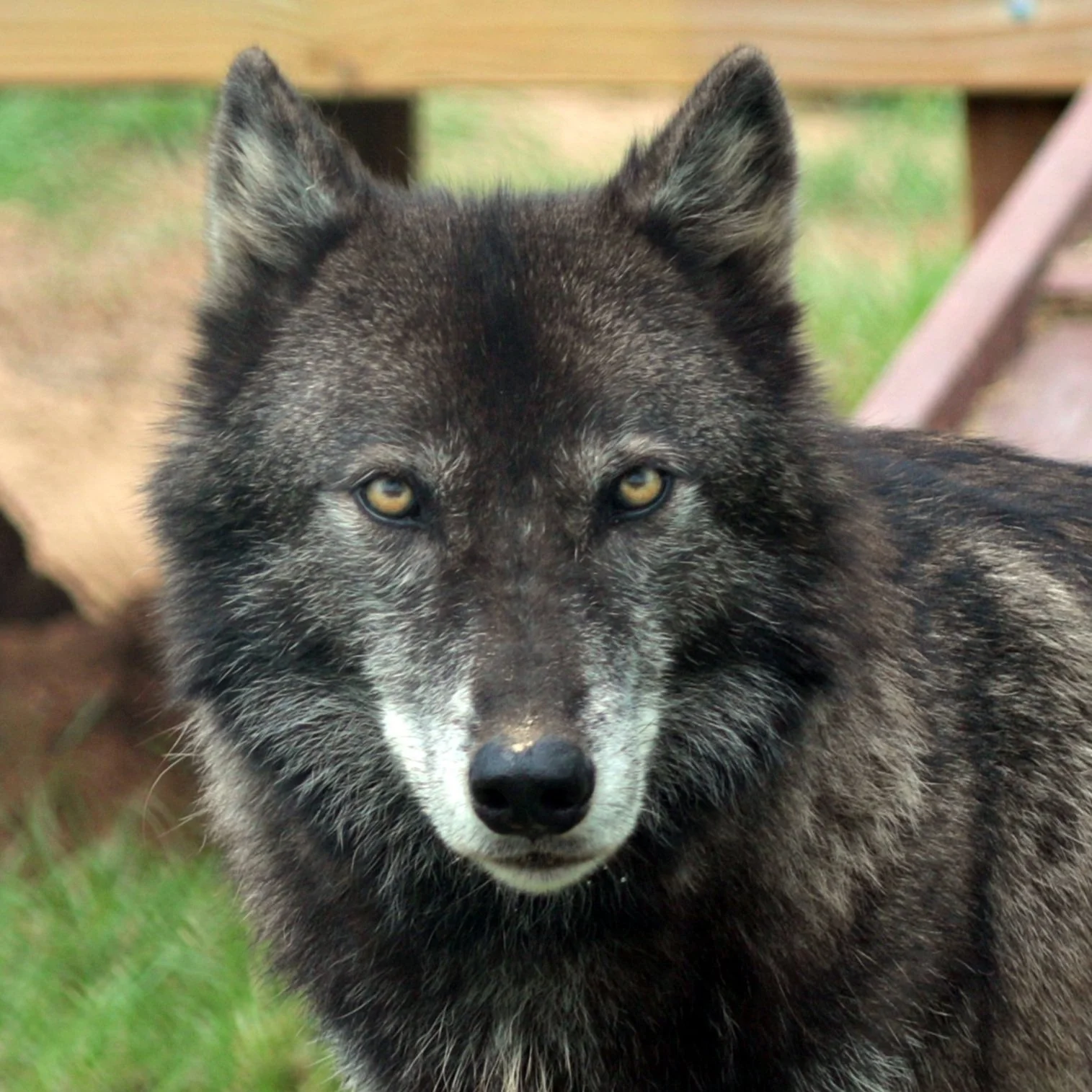 Sponsor a Wolf — Saint Francis Wolf Sanctuary