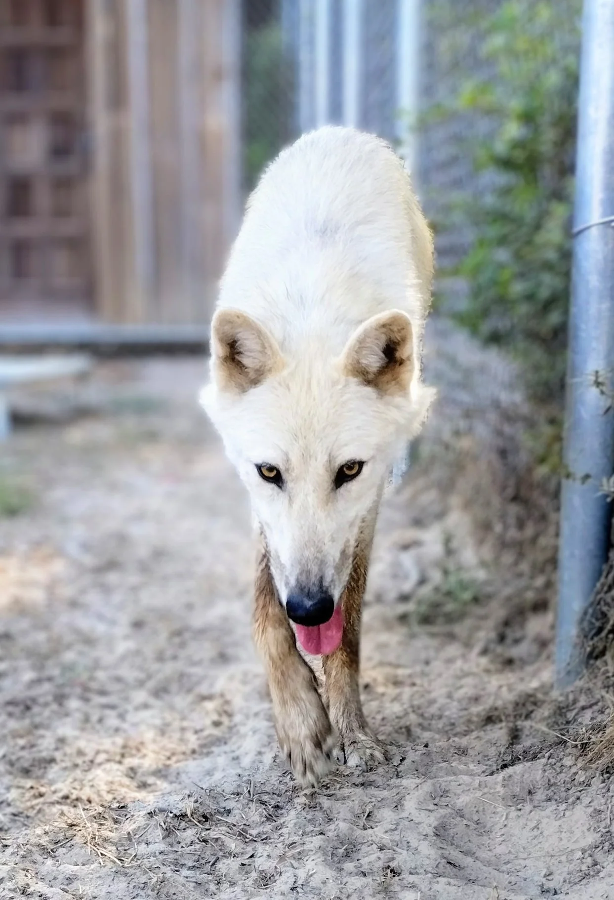 Saint Francis Wolf Sanctuary