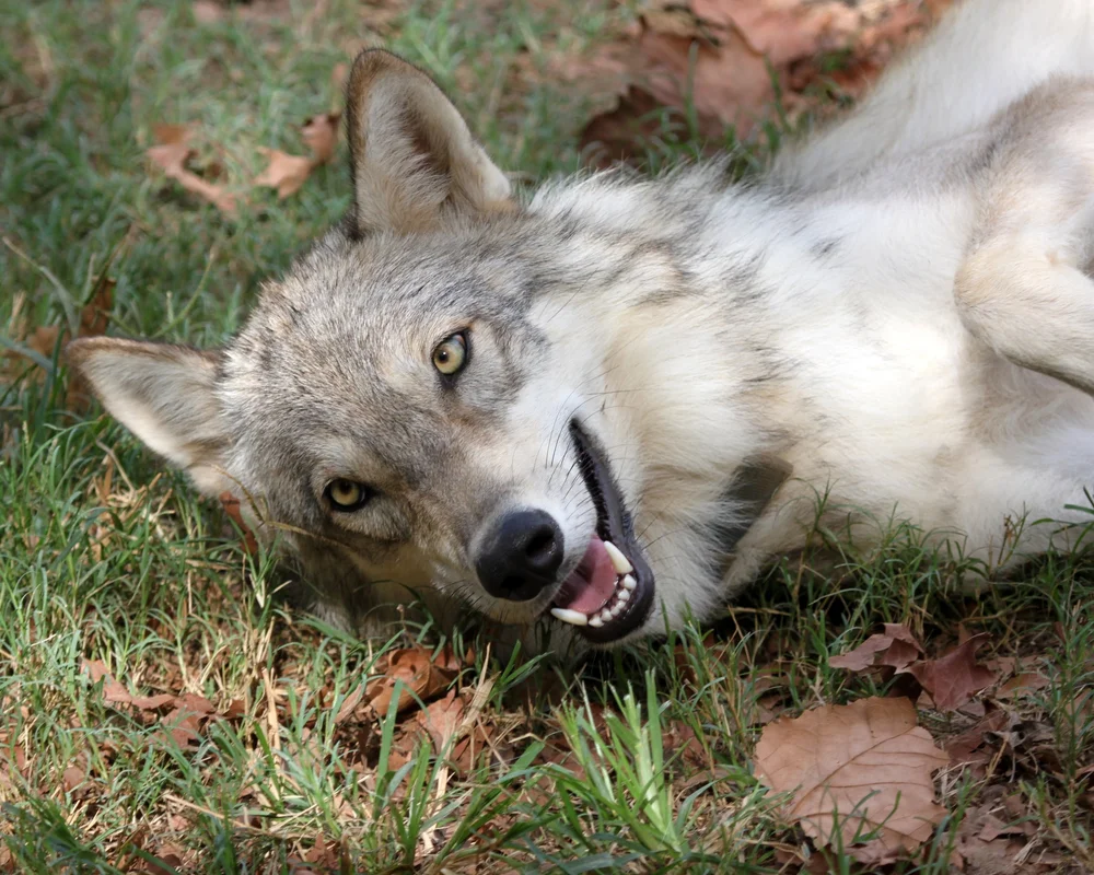 Sponsor a Wolf — Saint Francis Wolf Sanctuary