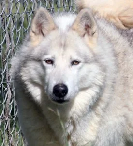 In Memory — Saint Francis Wolf Sanctuary