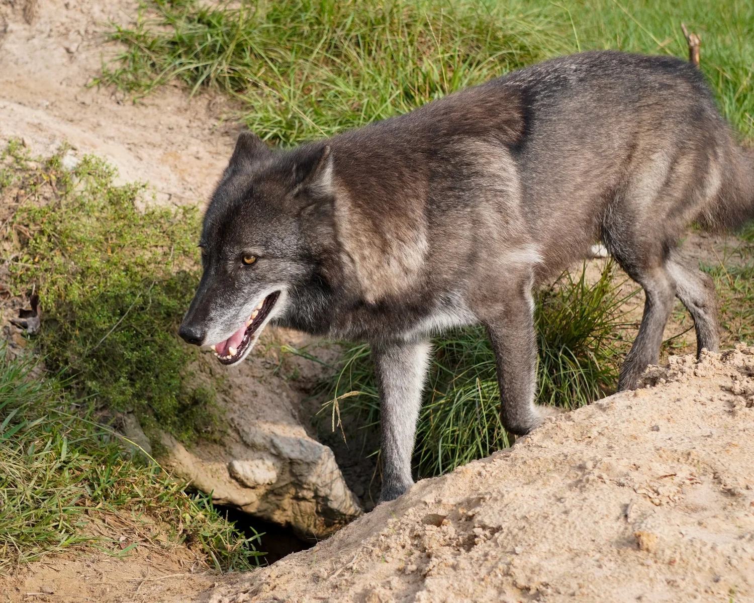 FAQs - Conservation — Saint Francis Wolf Sanctuary
