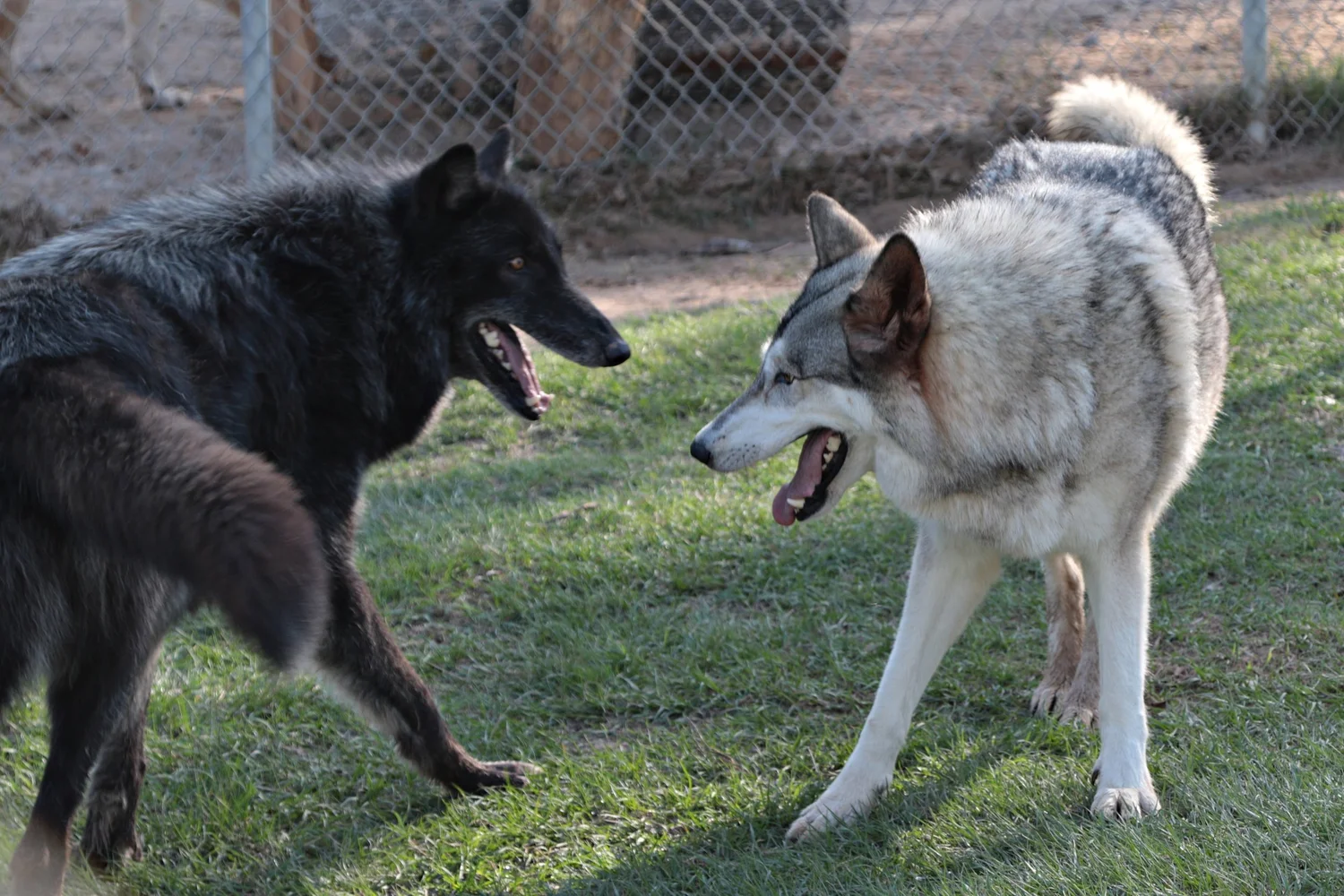 General Tour — Saint Francis Wolf Sanctuary