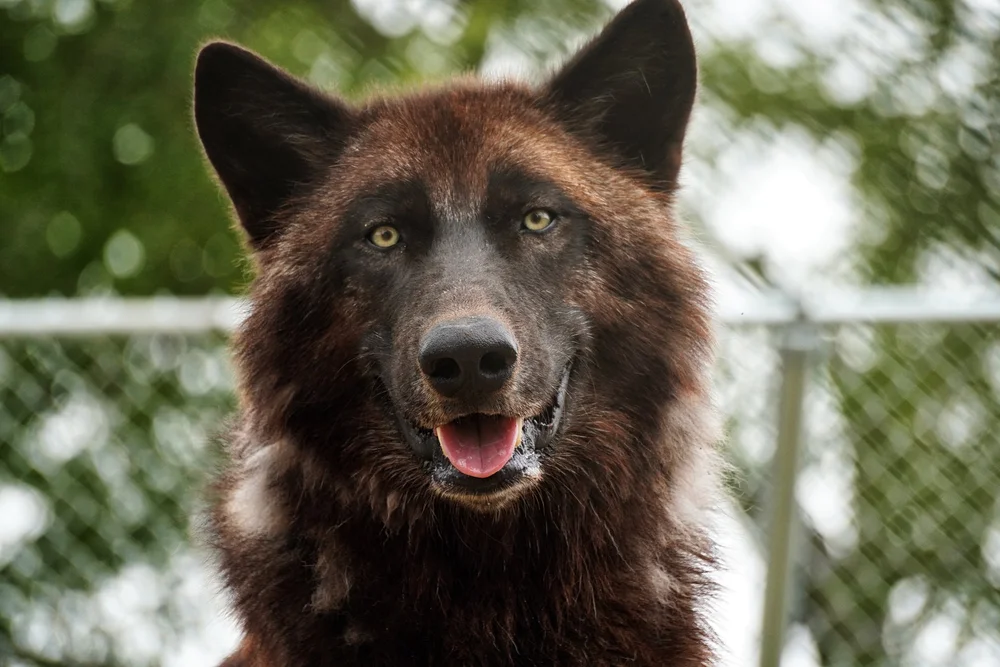 Saint Francis Wolf Sanctuary