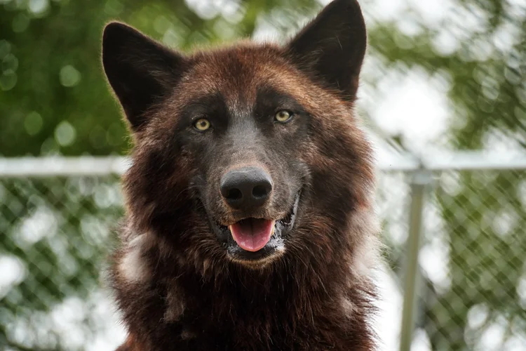 Saint Francis Wolf Sanctuary