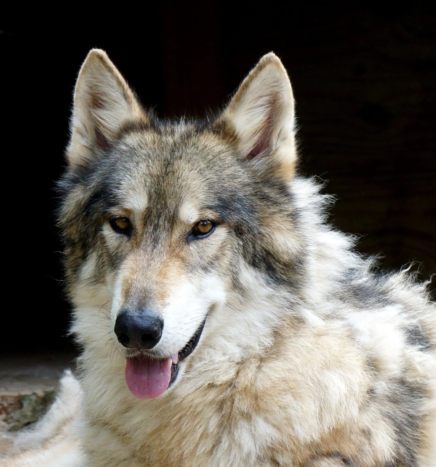 Current Animal Residents — Saint Francis Wolf Sanctuary