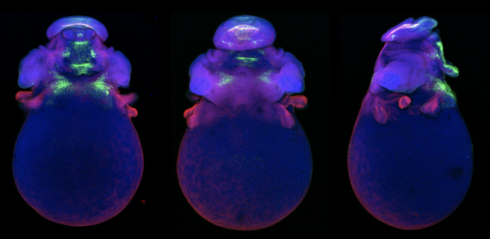 Cephalopod body plan evolution — Albertin Lab