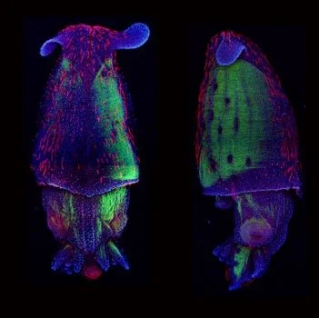 Cephalopod nervous system evolution — Albertin Lab