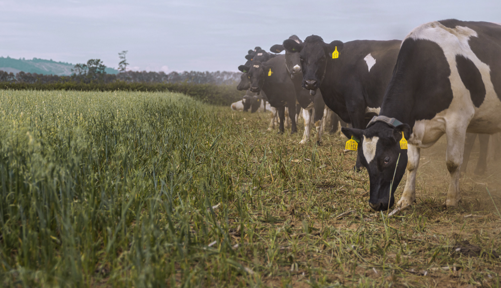 Grazing — Halter® | Virtual Fencing for High Performance Grazing