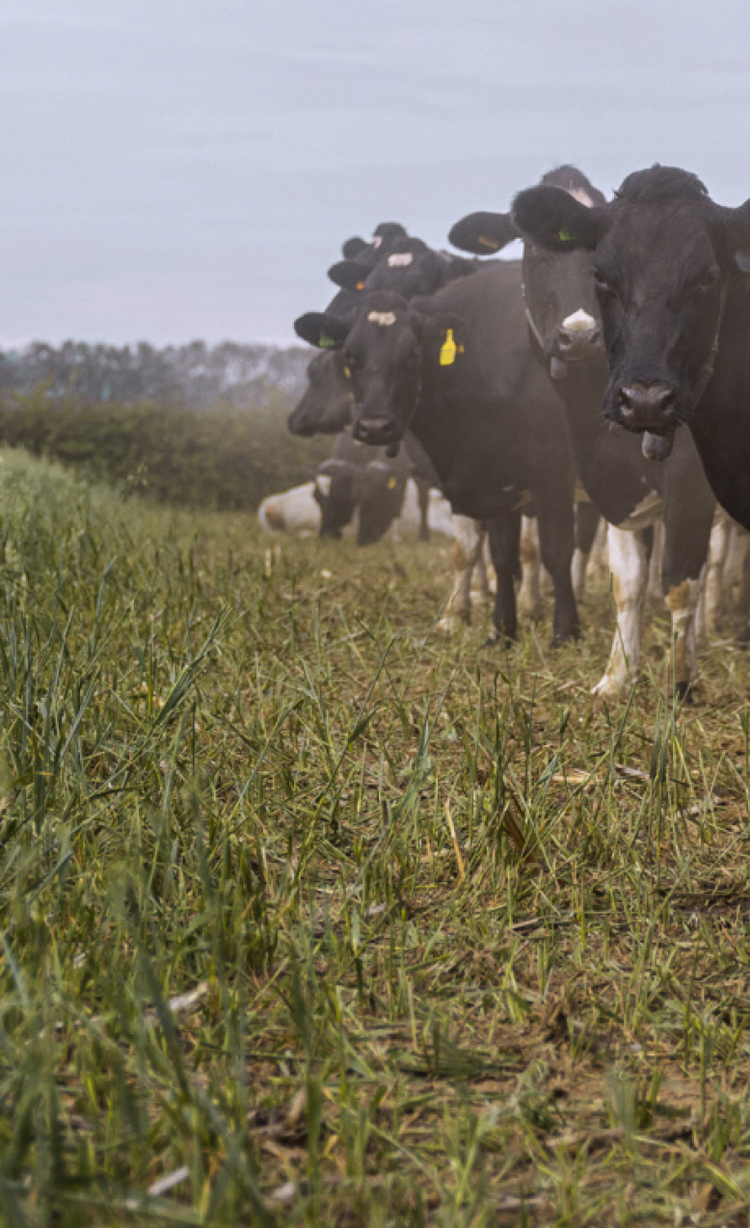 Dairy — Halter® | Virtual Fencing for High Performance Grazing