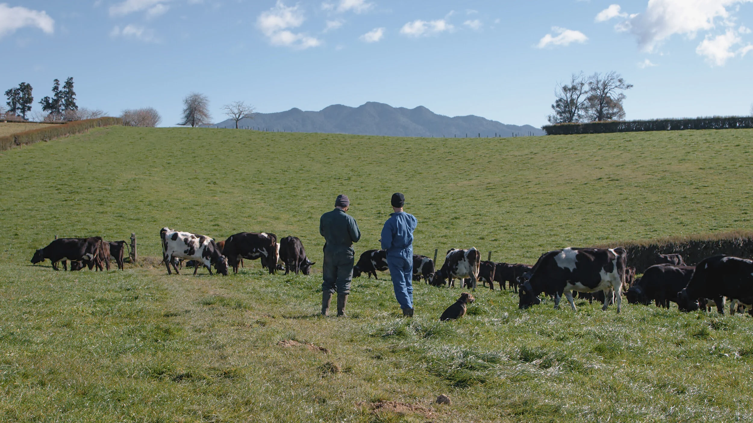 Halter Farmers — Halter® | Virtual Fencing for High Performance Grazing