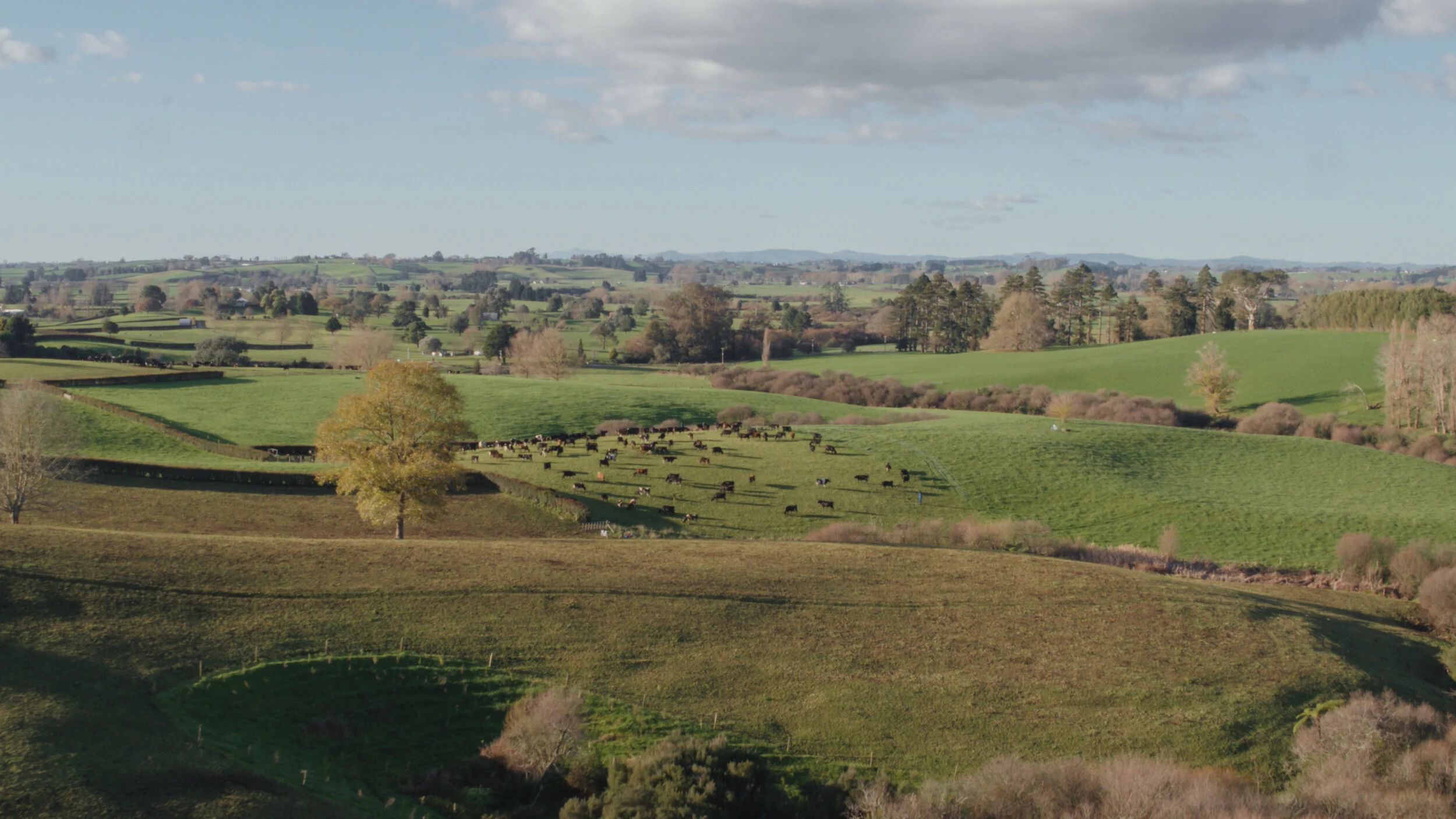Halter® | Empowering Pasture Productivity