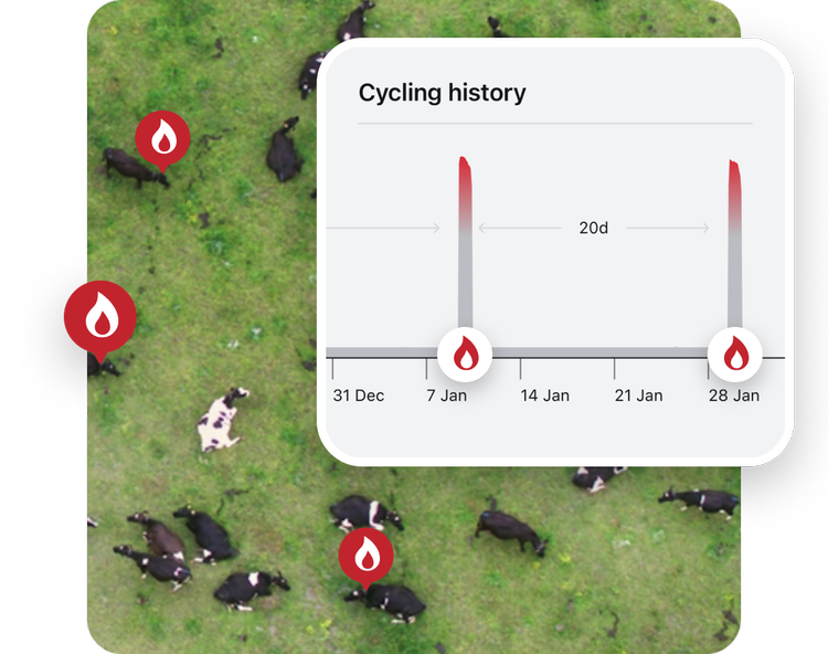 Dairy — Halter® | Virtual Fencing for High Performance Grazing