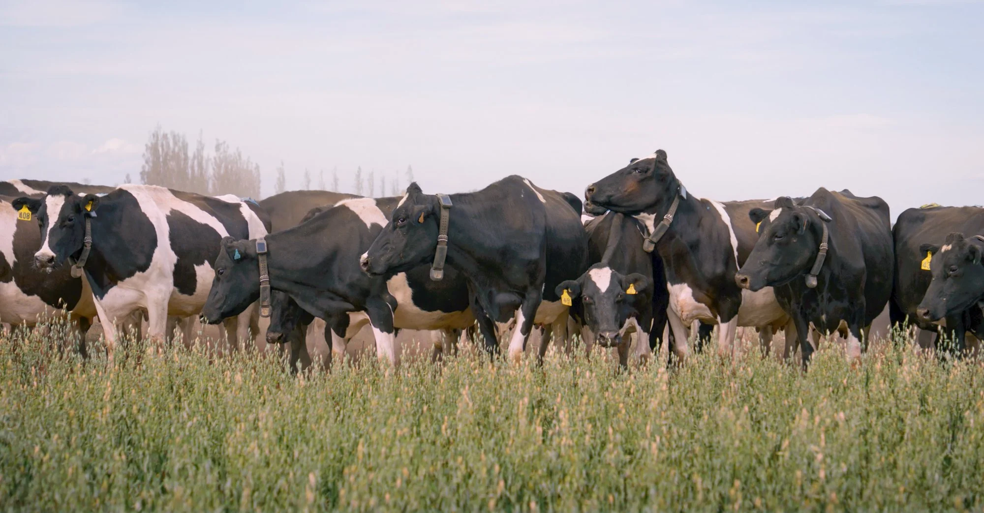 Halter Packages | Select Your Package — Halter® | Virtual Fencing for ...