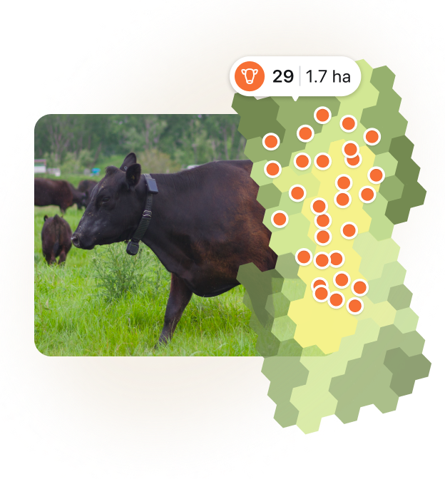 Halter - Now for Beef — Halter® | Virtual Fencing for High Performance ...