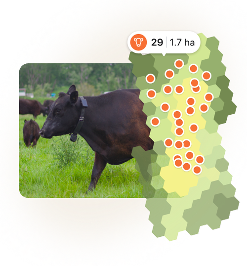 Halter - Now for Beef — Halter® | Virtual Fencing for High Performance ...