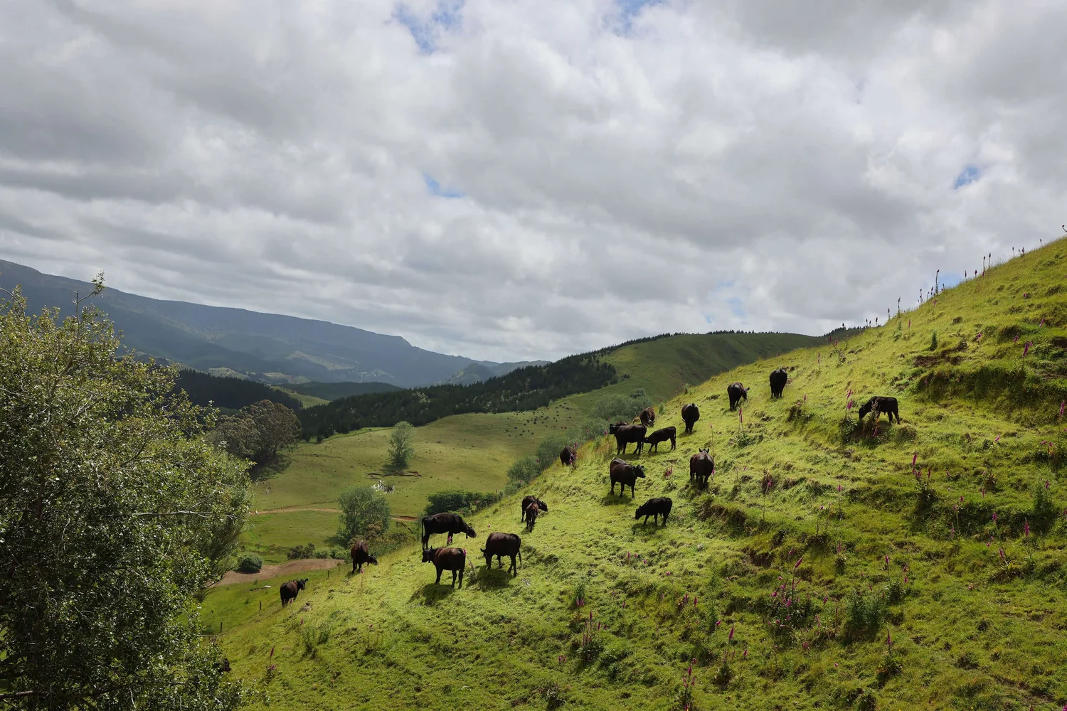 Halter - Now for Beef — Halter® | Virtual Fencing for High Performance ...