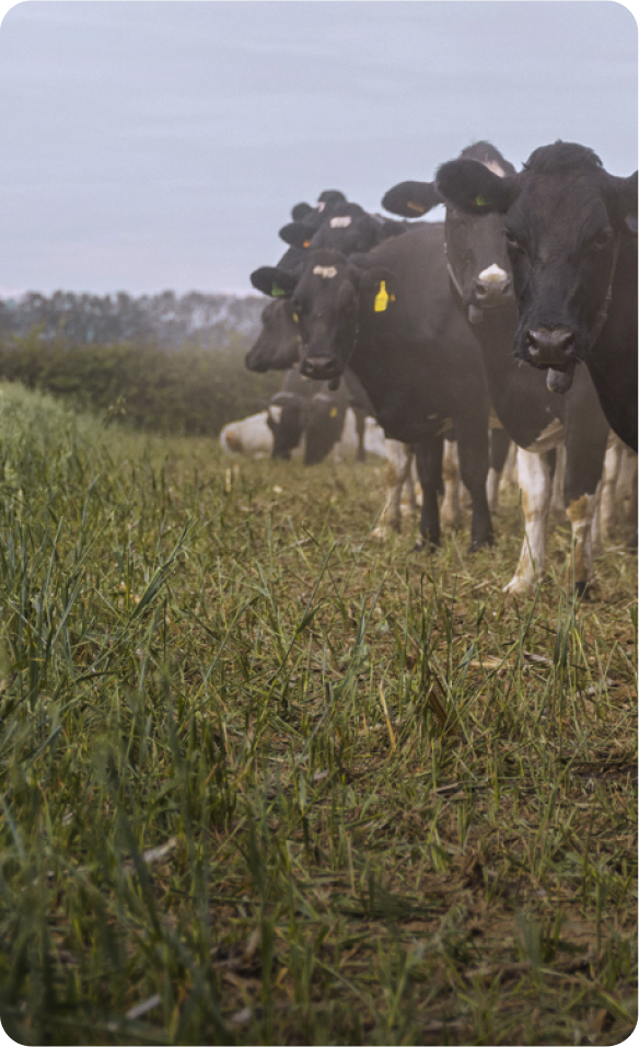 Dairy — Halter® | Virtual Fencing for High Performance Grazing
