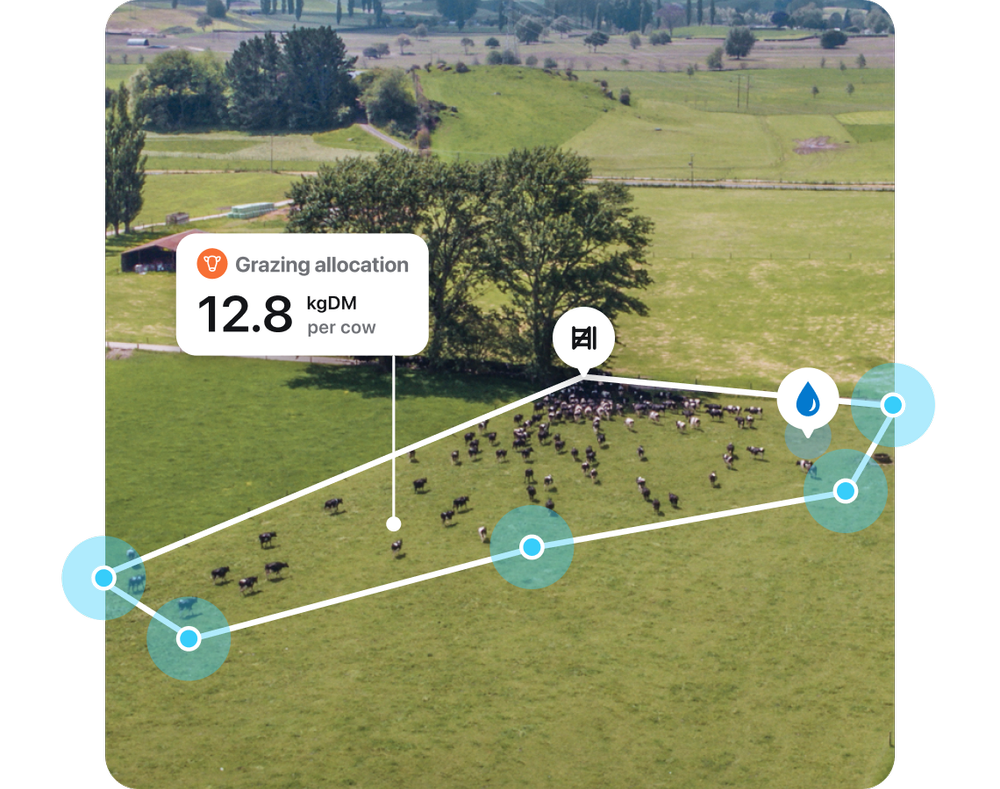 Dairy — Halter® | Virtual Fencing for High Performance Grazing
