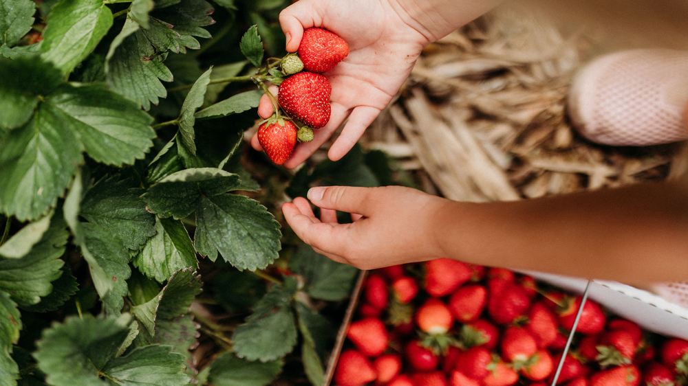 Getting's Garden | U-Pick Berries | Family Fun Experiences | Jams ...