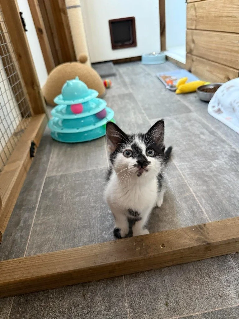 Adopt - PAW Society