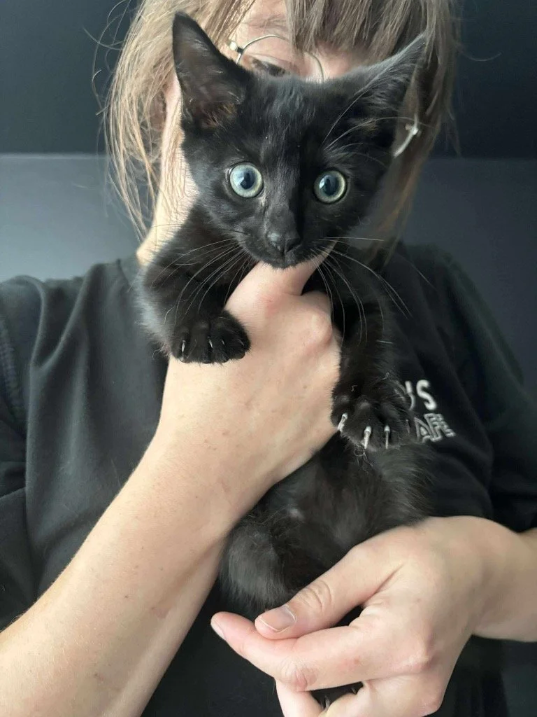 Adopt - PAW Society