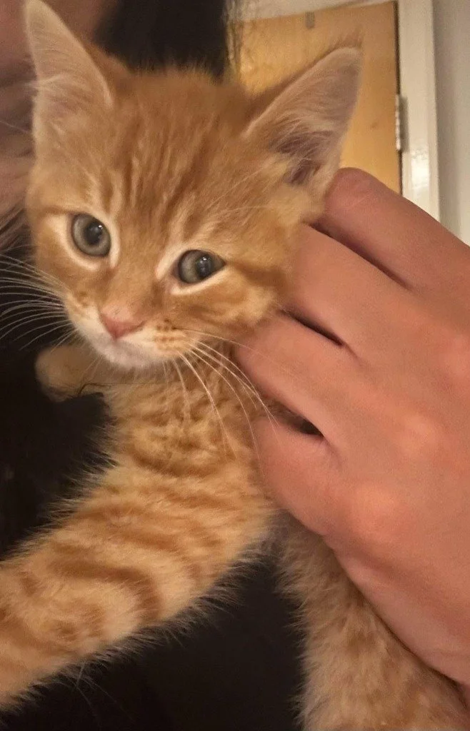 Adopt - PAW Society