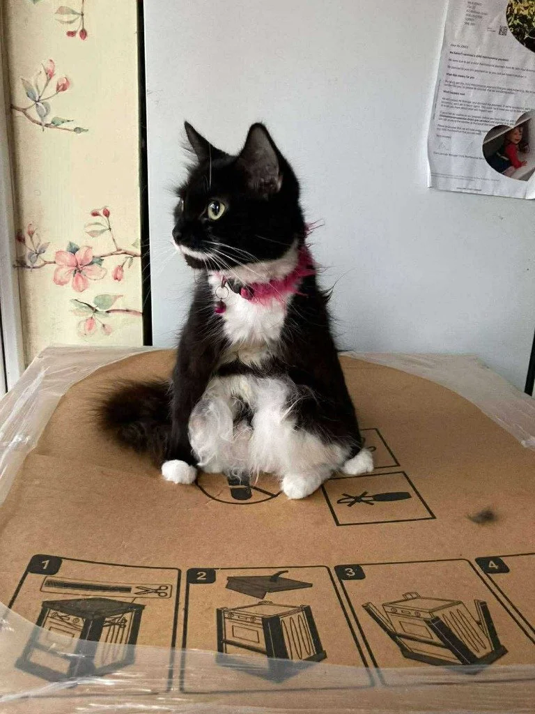 Adopt - PAW Society