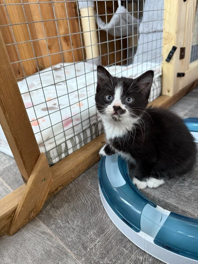 Adopt - PAW Society