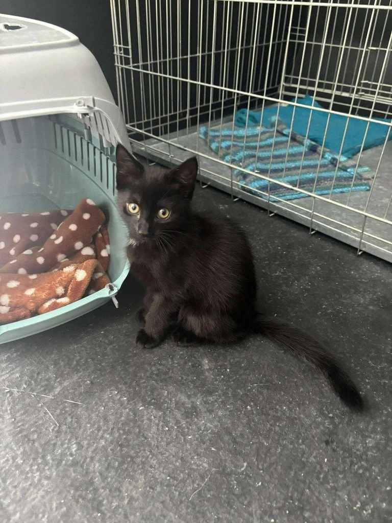 Adopt - PAW Society