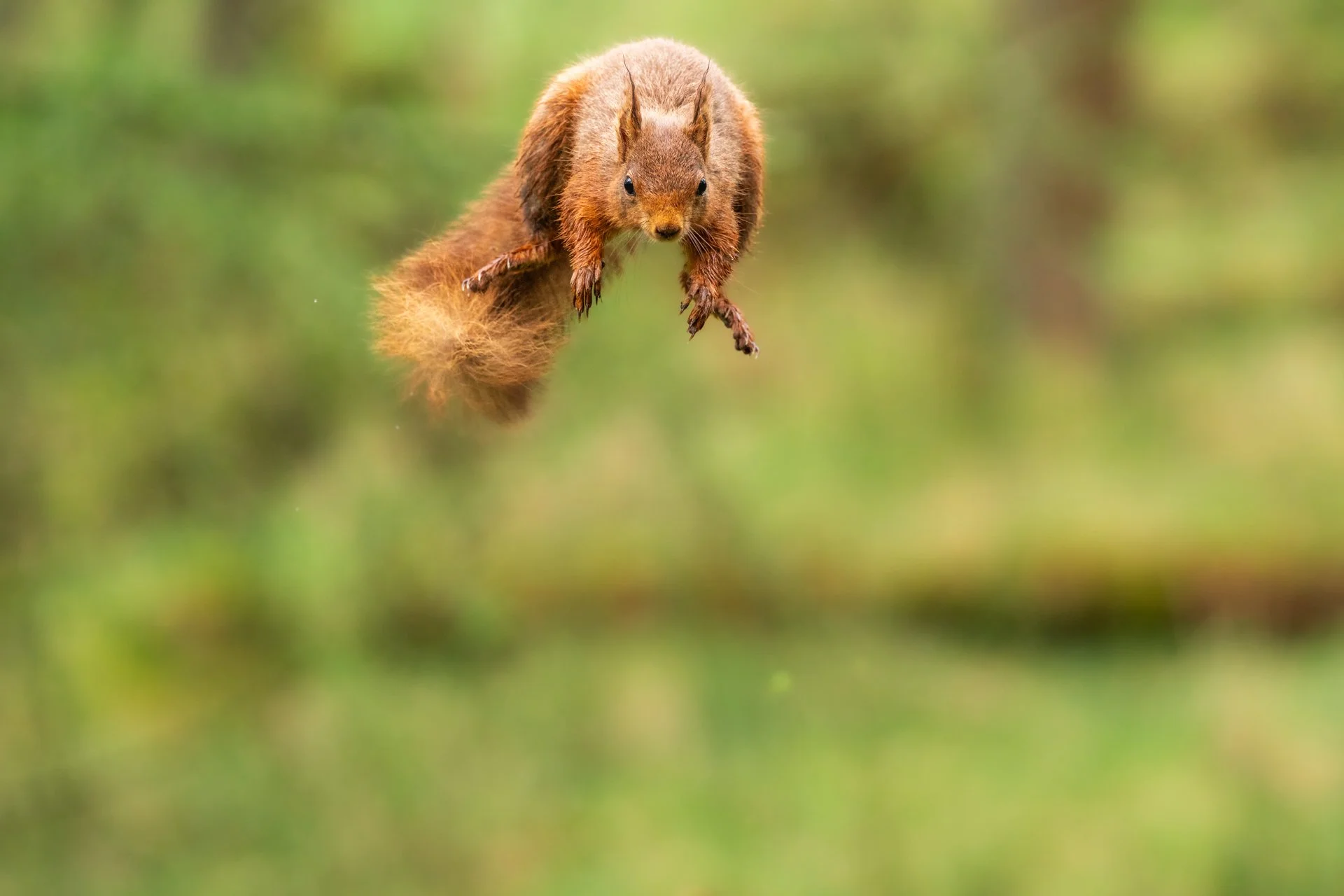 The Enchanted World of Yorkshire’s Red Squirrels — Jo Heard