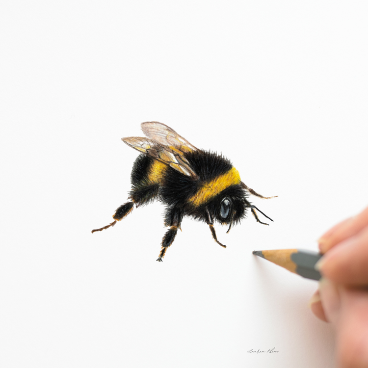 How to draw a bumble bee — LaurenKlineArt