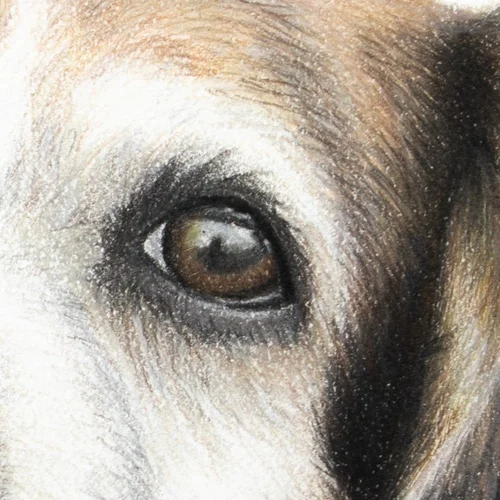 How to Draw Animal Eyes: A Step-by-Step Guide — LaurenKlineArt