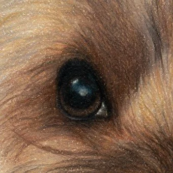 How to Draw Animal Eyes: A Step-by-Step Guide — LaurenKlineArt