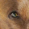How to Draw Animal Eyes: A Step-by-Step Guide — LaurenKlineArt