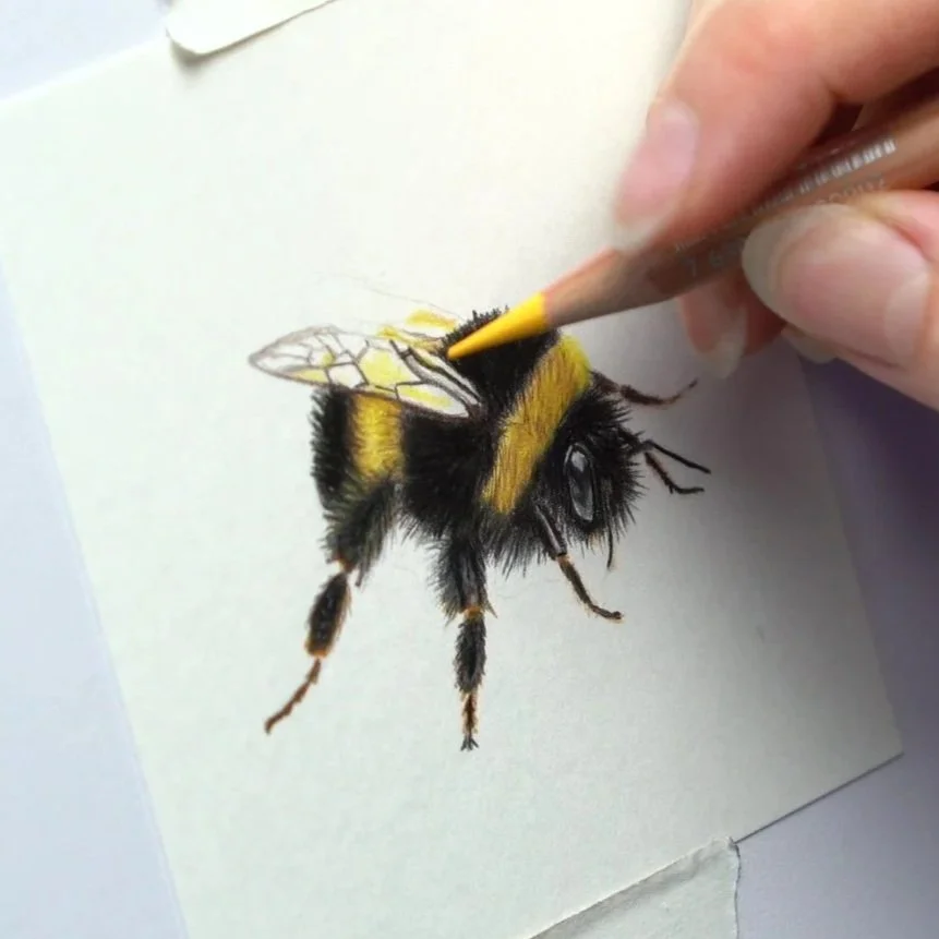 How to draw a bumble bee — LaurenKlineArt