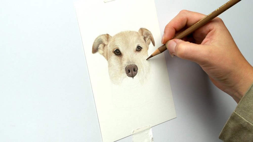 Draw Your Own Pet Portraits Program — LaurenKlineArt